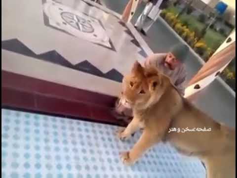 Unseen Video of Hashmat Khalil Karzai with his loin - YouTube