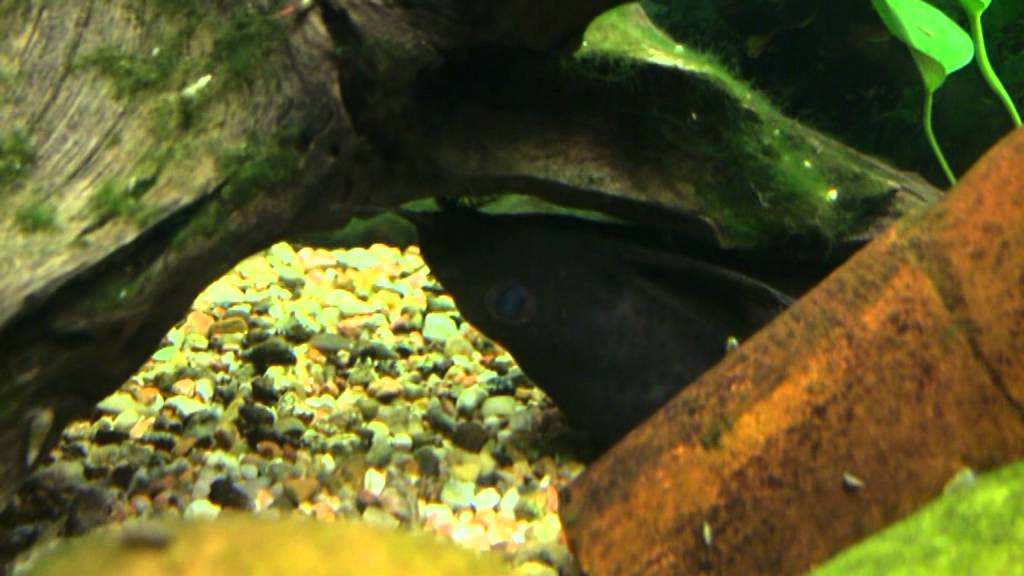 Synodontis euptera ( Featherfin squeaker ) - YouTube