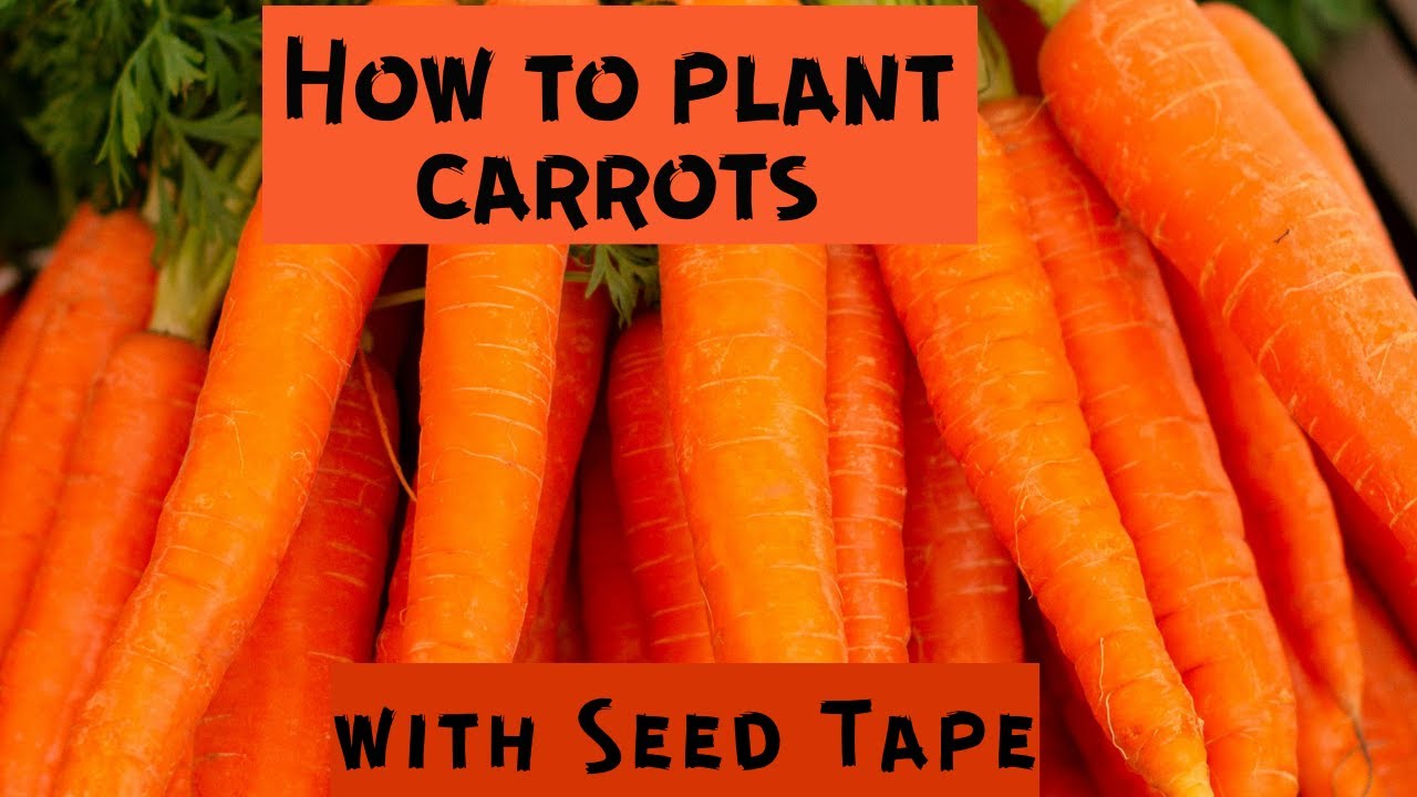 Spring Carrot Planting | Seed Tape| Grow Food Security - YouTube