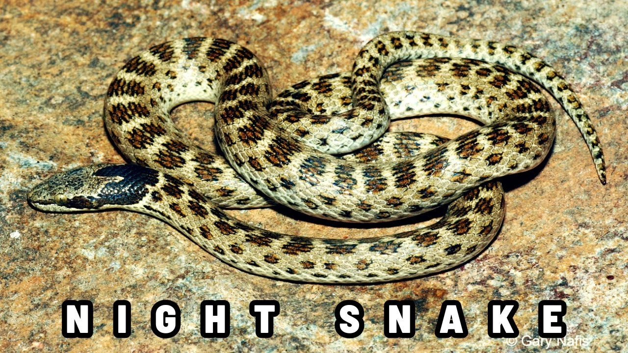 Episode 207: Description of Night snake - YouTube