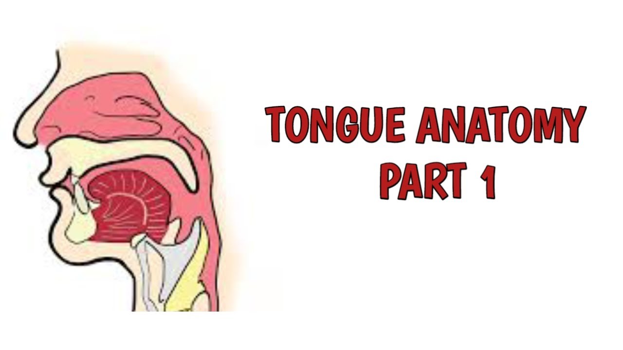 Muscle attachments of Tongue | Super easy | Anatomy | First year BDS # ...