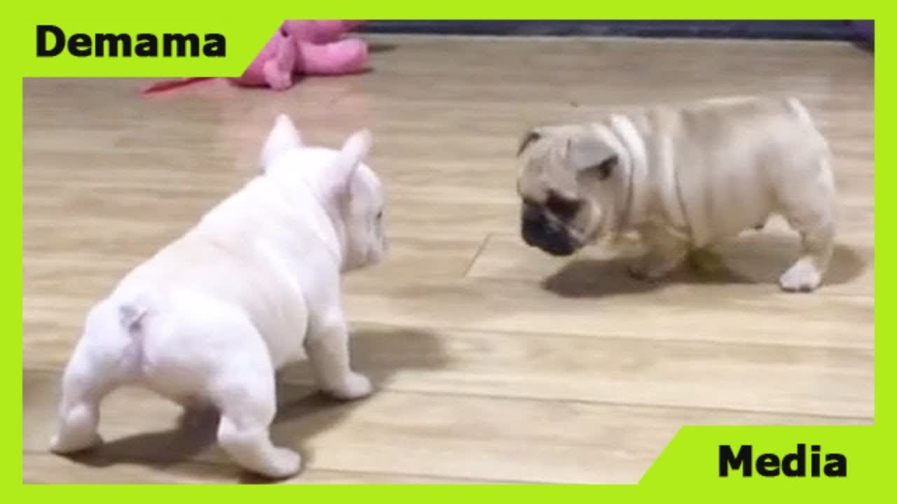 Try Not To Laugh Challenge - Funny Dog Vines Compilation 2019 - YouTube