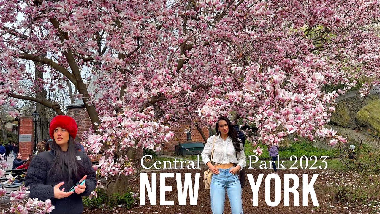 ⁴ᴷ NYC Spring Walk : Complete Central Park Cherry Blossom Walking Tour ...