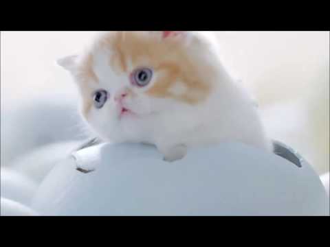 Cute Cats | Whatsapp Status