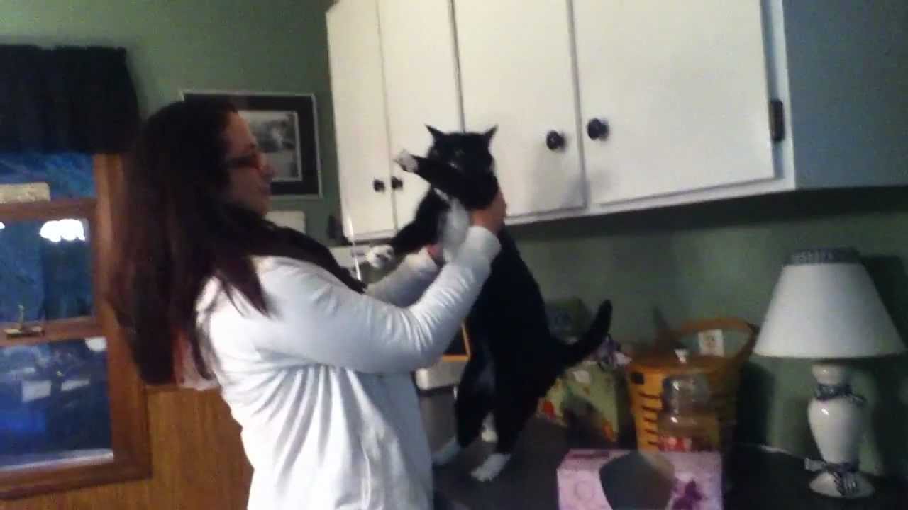 Turning Tables Cat Dancing - YouTube