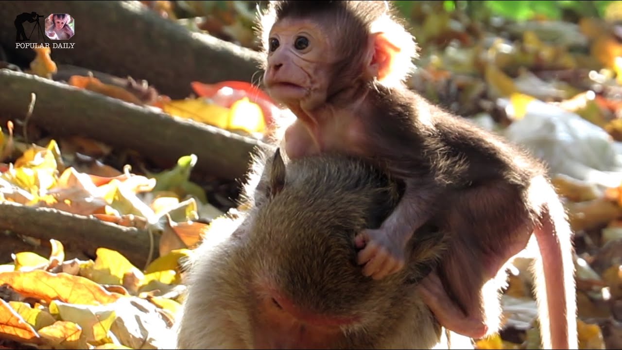OMG handsome baby jerry😘😍 - YouTube