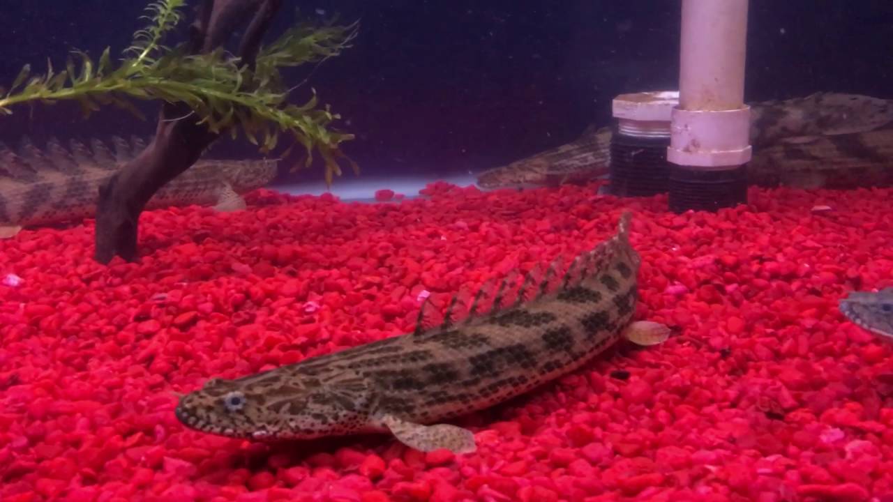 Polypterus tank - YouTube