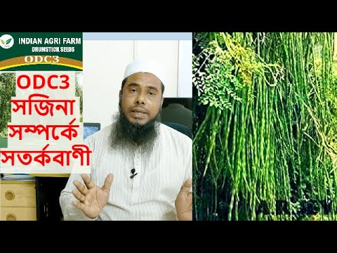 ODC3 সজিনা সম্পর্কে সতর্কবাণী। Moringa Drumstick, ODC3 Seeds - YouTube