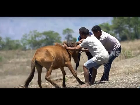 Menjinakkan Kuda Liar | AMAZING TRIP IN SIKKA (08/02/20) Part 1