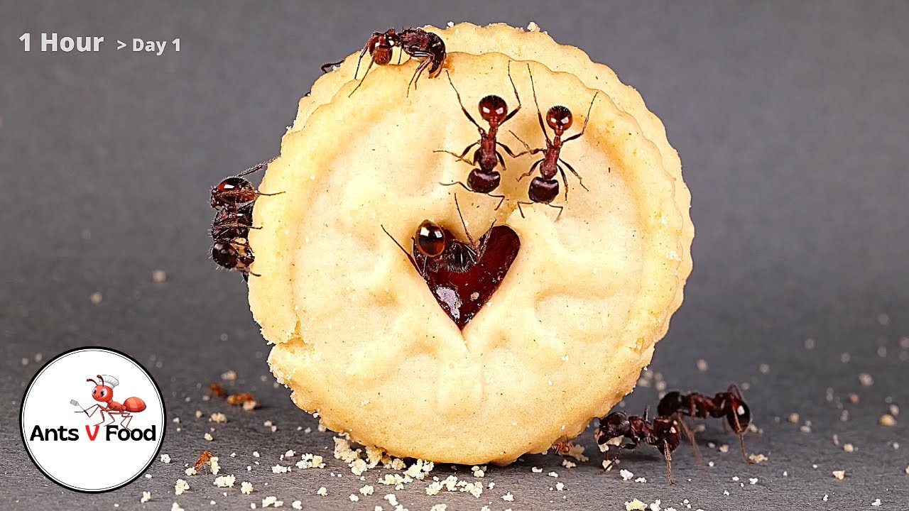 Ants Eating Time Lapse Jammie Dodger - YouTube