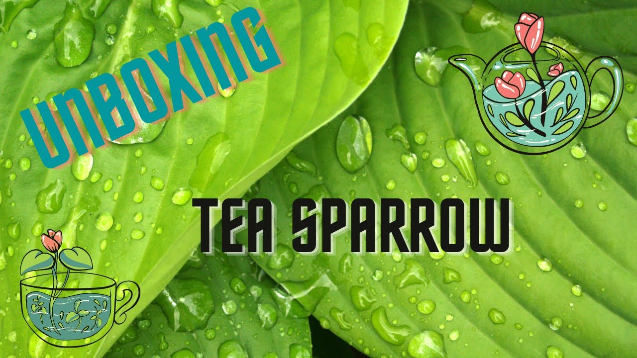 Unboxing Tea Sparrow subscription box (November) - YouTube