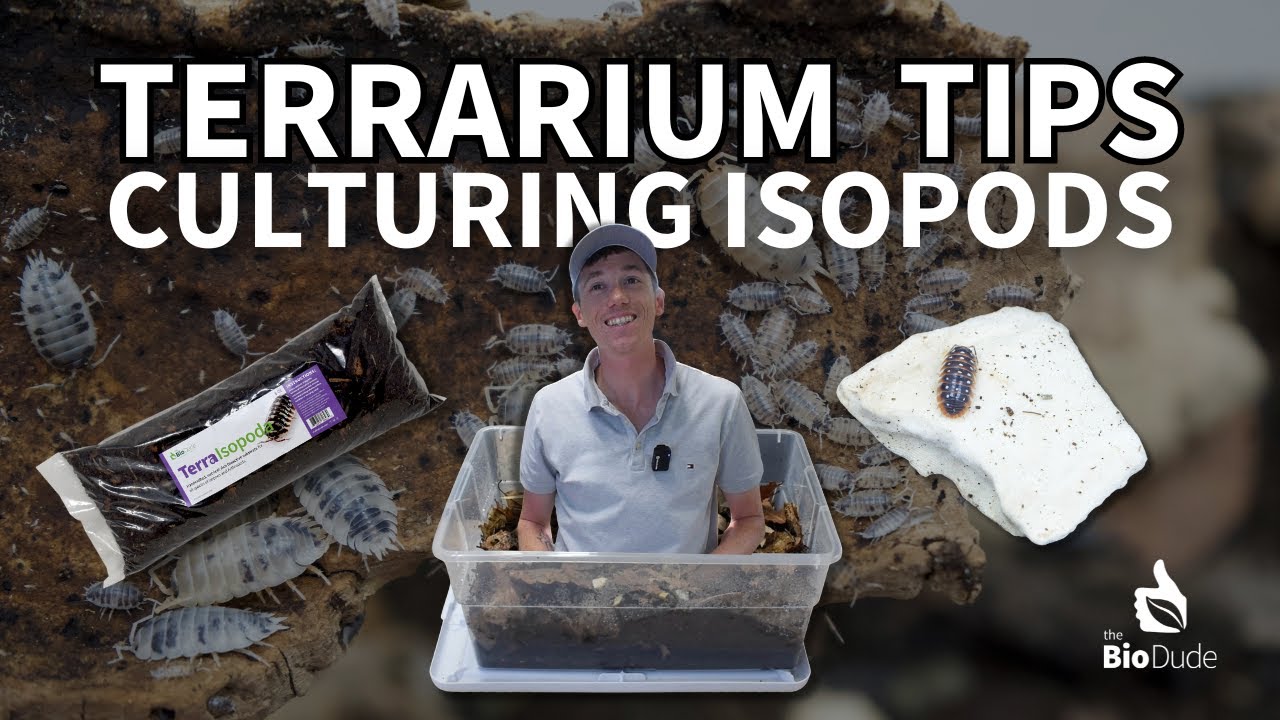 Terrarium Tips: Culturing Isopods - YouTube