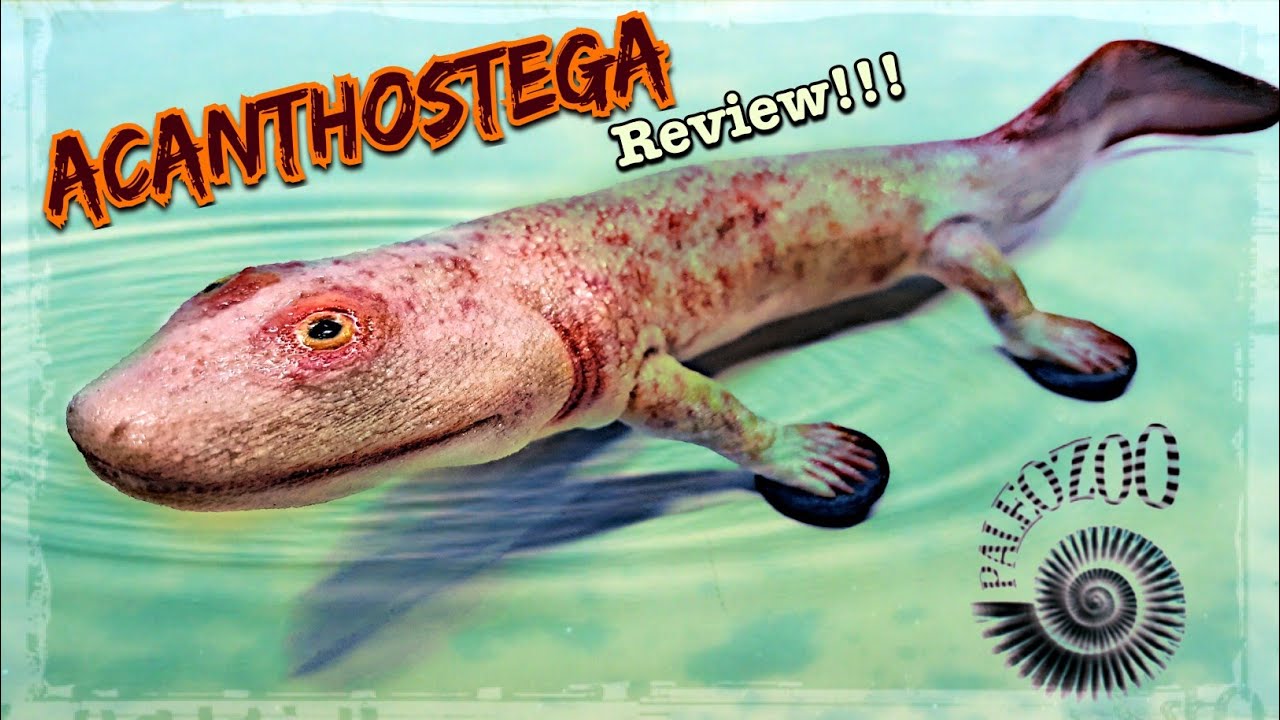Paleozoo Acanthostega Review!!! BEAUTIFUL!!! - YouTube
