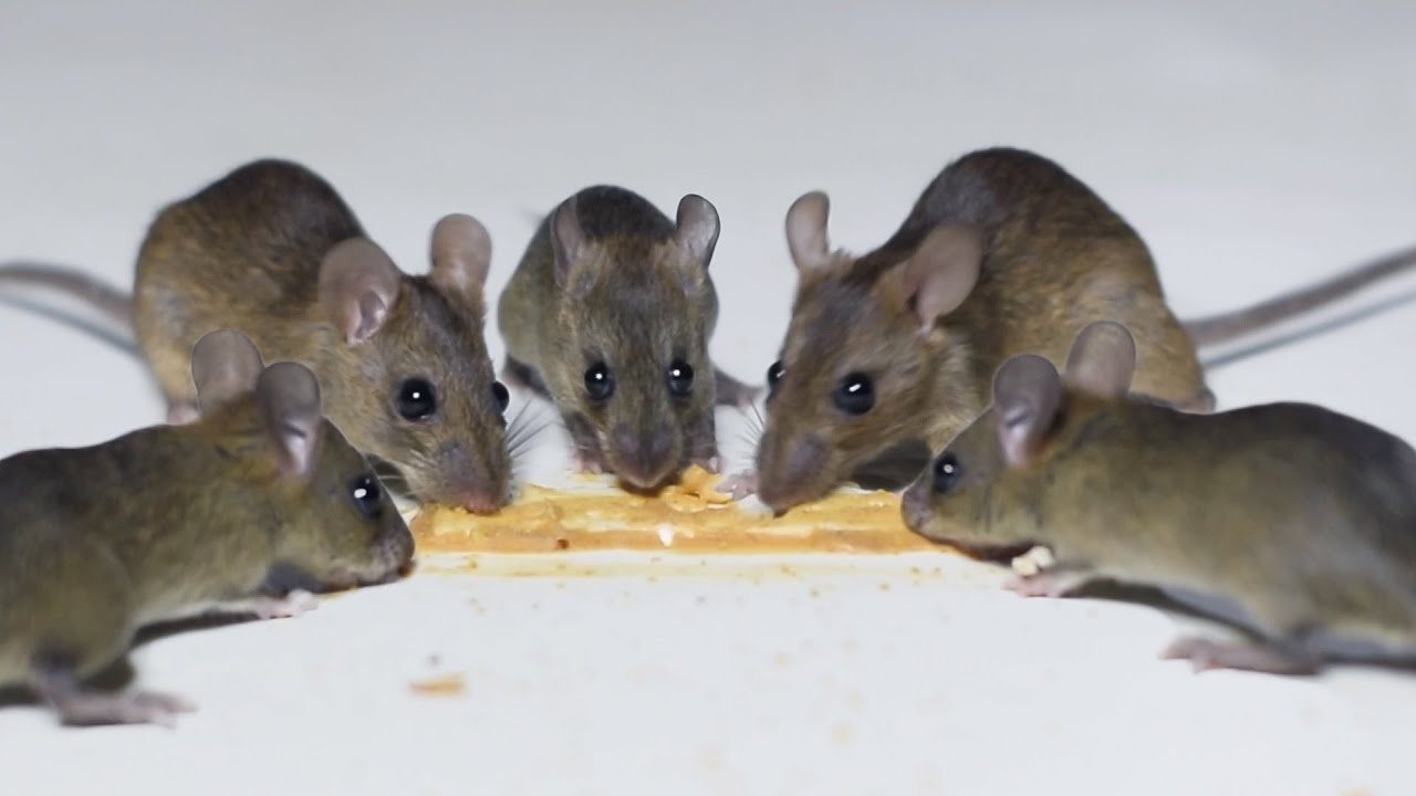 CAT TV: Mouse Cat Videos for Cats to Watch ~ Mouse Sounds ~ Rat Videos ...