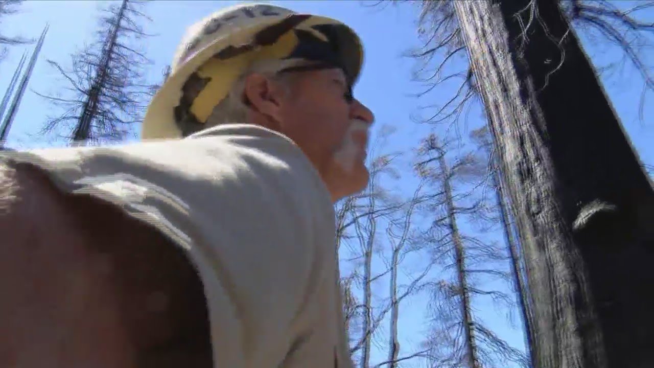 After The Fire: Nelder Grove of Giant Sequoias - YouTube