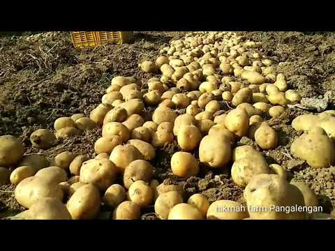 Panen Kentang 33-35 ton/hektar Produksi Benih G2 Bersertifikat dari G0 ...