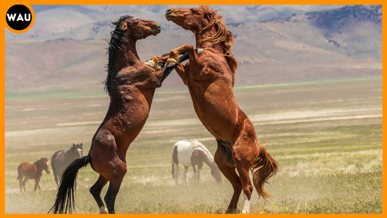 Wild Mustangs in the Wild: Gallops and Fights in their Natural Habitat ...