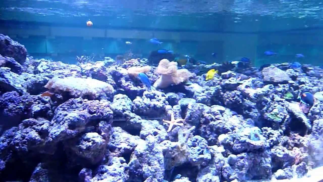 St Albans Maidenhead Aquatics Fish Store - YouTube