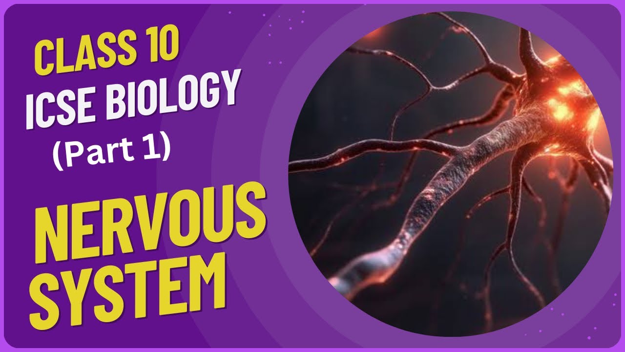 Nervous System Part 1 Youtube