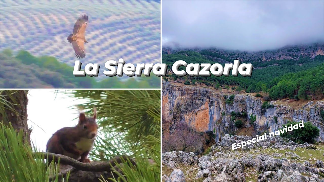 Buscando animales en la Sierra Cazorla - YouTube