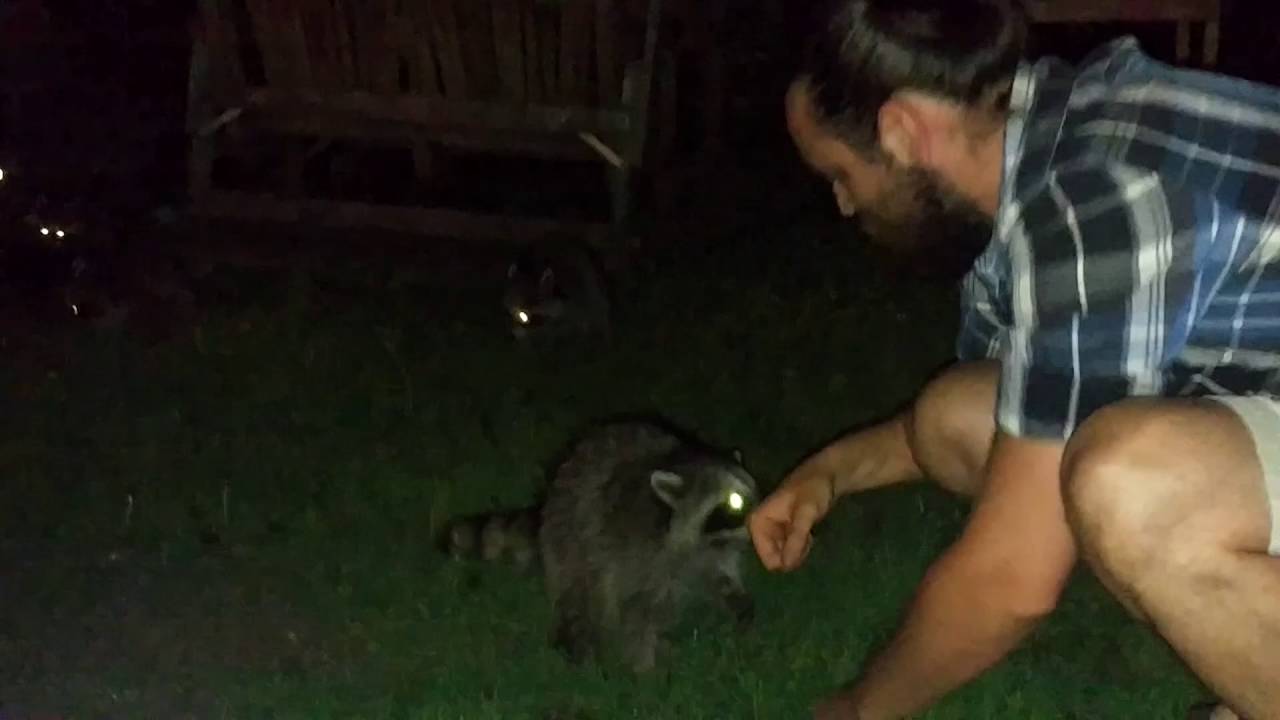 Ed Raccoon Farting Youtube