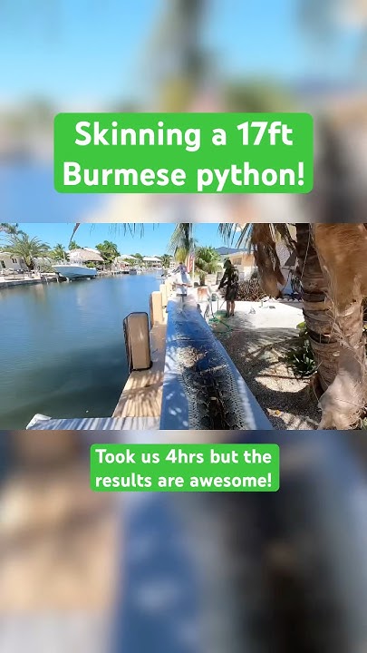 Skinning a 17ft Burmese python! Wait till the end to see how it turns ...