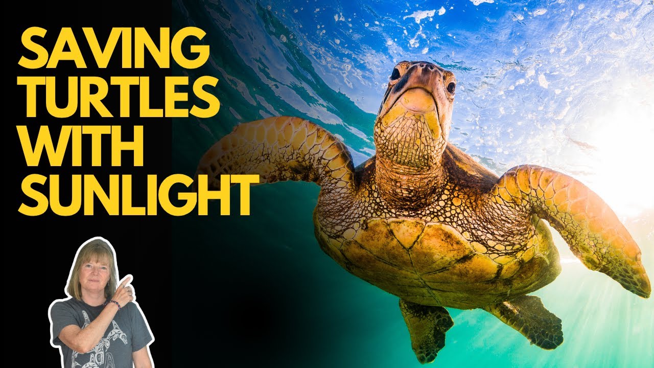 The Simple Invention That Could Save Sea Turtles - YouTube