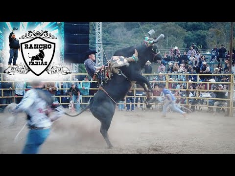 Los Toros Emigrados de Rancho Farias en San Isidro, Villa Morelos Mich ...