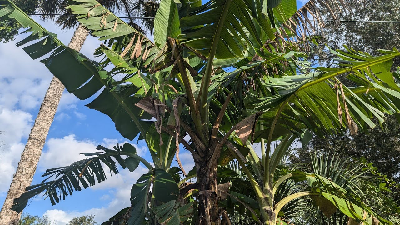 Why it's important to chop down banana plant after you've harvested ...
