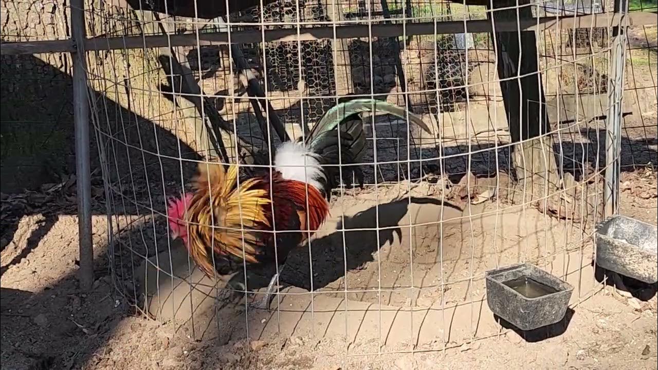 me nyuam qaib qus qua zoo kawg. - YouTube