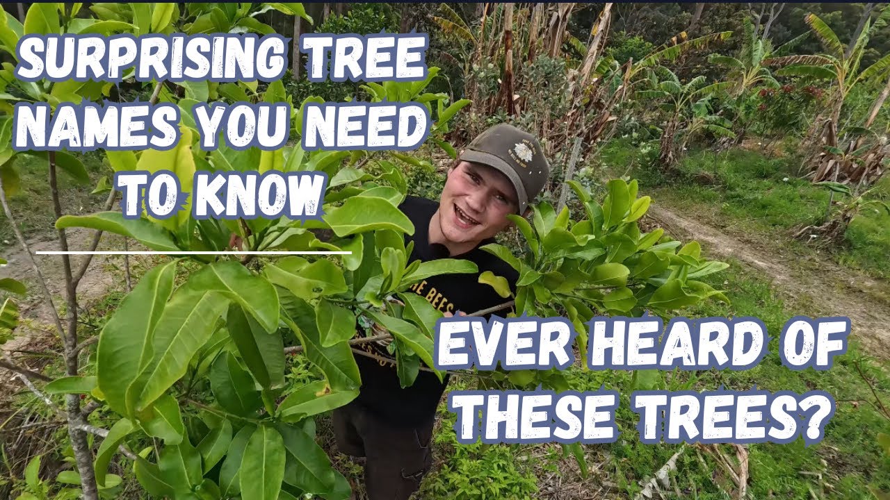 Test Your Tree Knowledge – How Many Do You Recognize? - YouTube