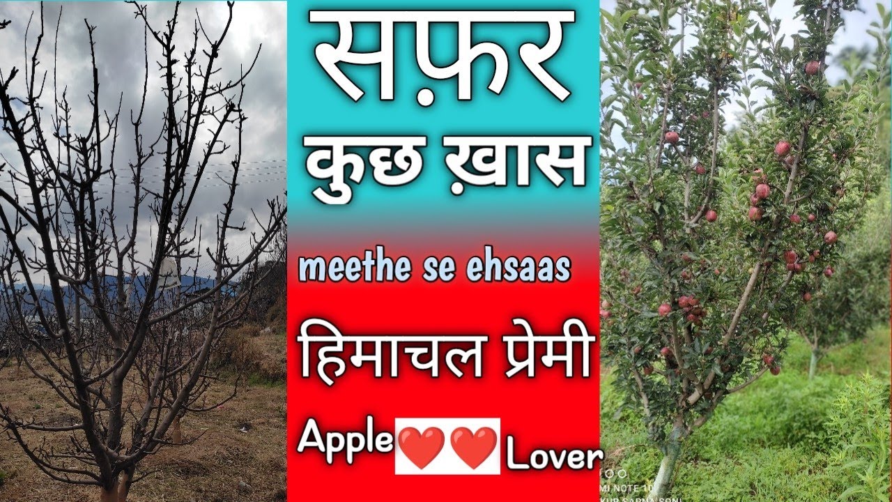 Apple Orchards।। Apple Ka Bagicha।। ️ ️ Apple Lover ️ ️ - YouTube
