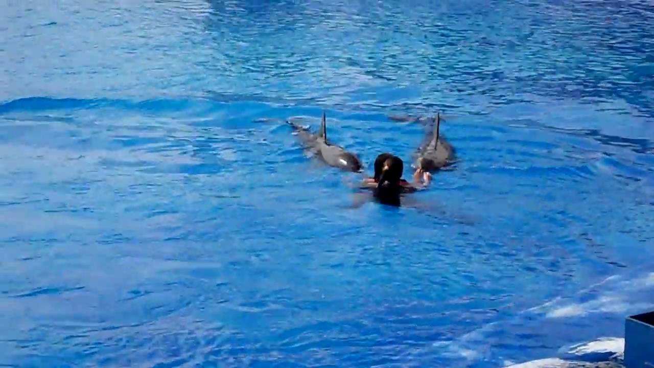Zoe Swimming with Dolphins- Aqualand '09 - YouTube