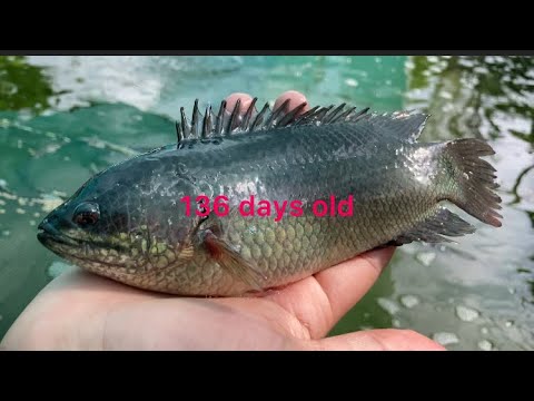 part 18 || Ukabi growth Day 01 - 136 old || manipur biofloc || yas fish ...