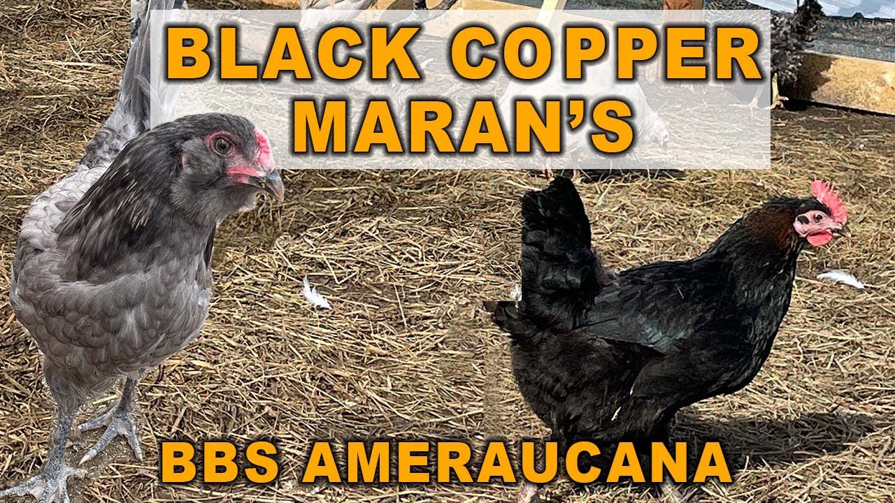 Our New Black Copper Maran Chickens & BBS Ameraucana Chickens - YouTube