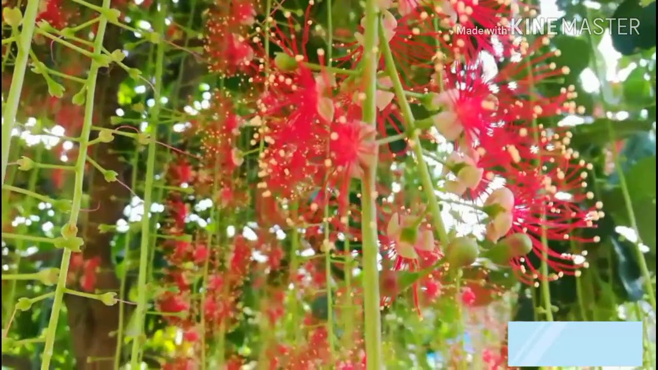 ดอกจิกบาน สีสวยมาก Youtube