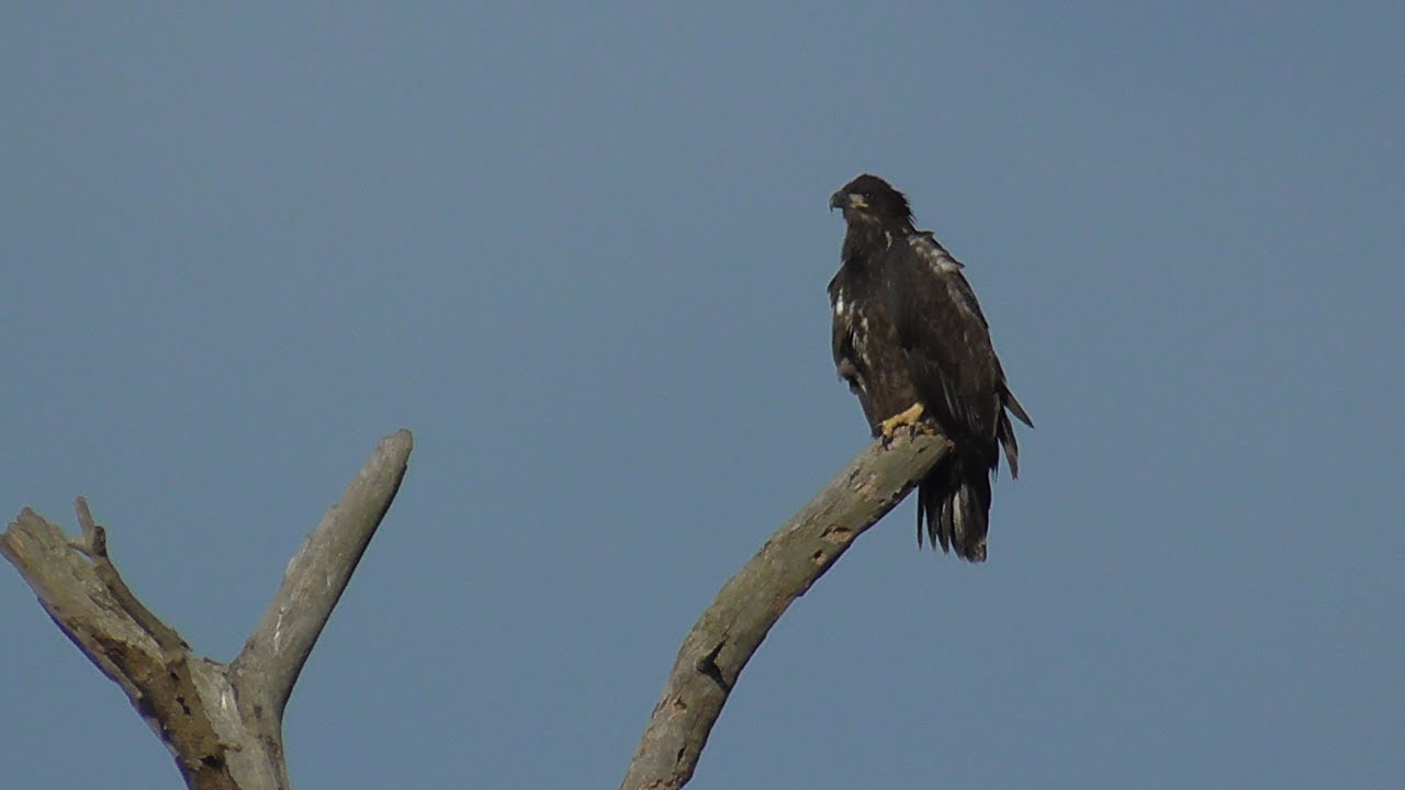 SWFL Eagles_E6 Wants Crow Bird And Mom~Stayover Flight To River 04-10 ...
