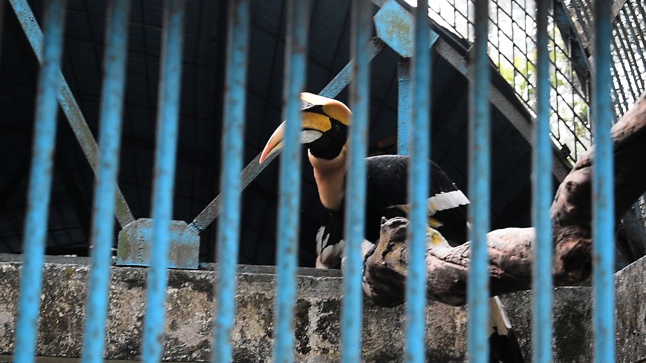 Hornbill Bird / Dhanesh Pakhi Full Tamp ( Birds & Animals Gallery ...