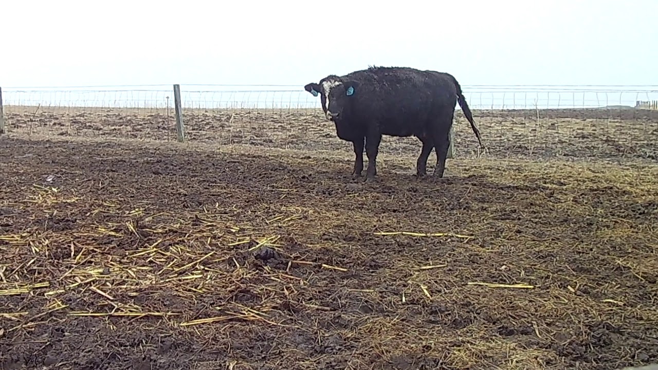Checking cows BUSY BUSY - YouTube