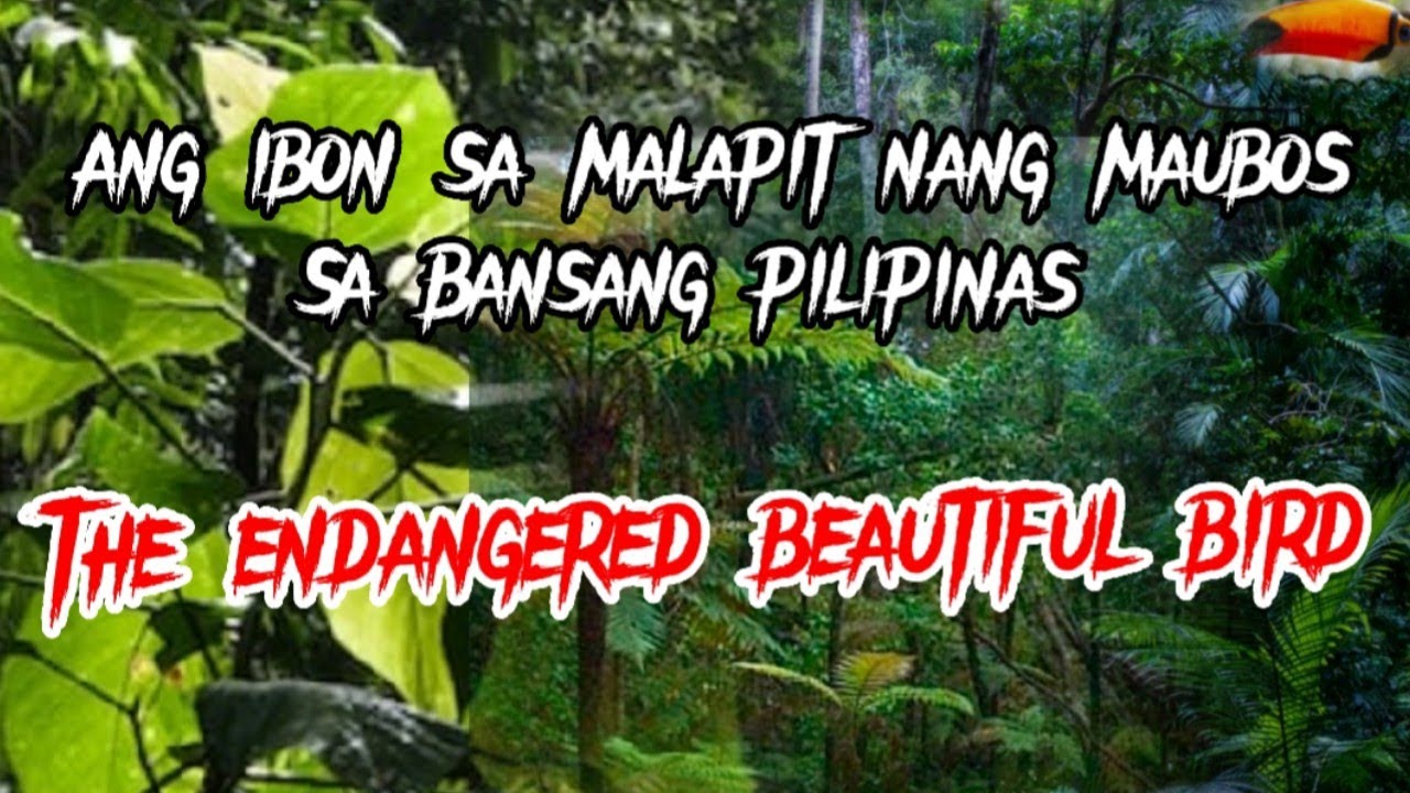 ANG IBON NA MALAPIT NANG MAUBOS ANG LAHI DITO SA PILIPINAS || hornbill ...
