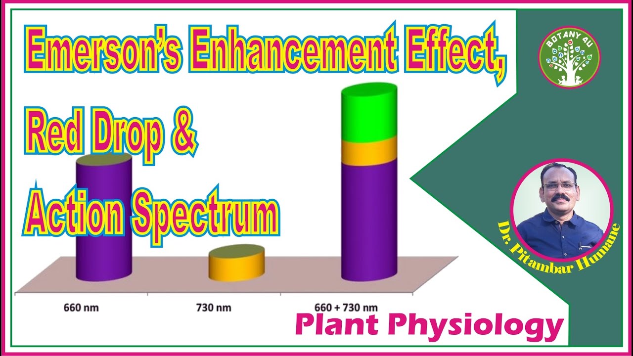 BOTANY 4U | PLANT PHYSIOLOGY | PITAMBAR HUMANE | Emerson Enhancement ...