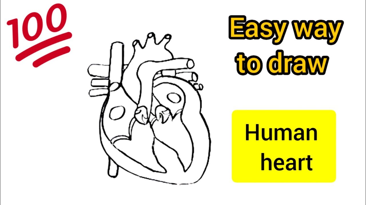 How to draw internal structure of human heart step by step| human heart ...