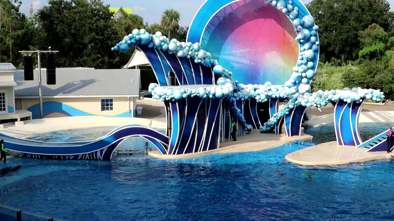 Touch The Sky Dolphin Show at Sea World Orlando | Full experience - YouTube