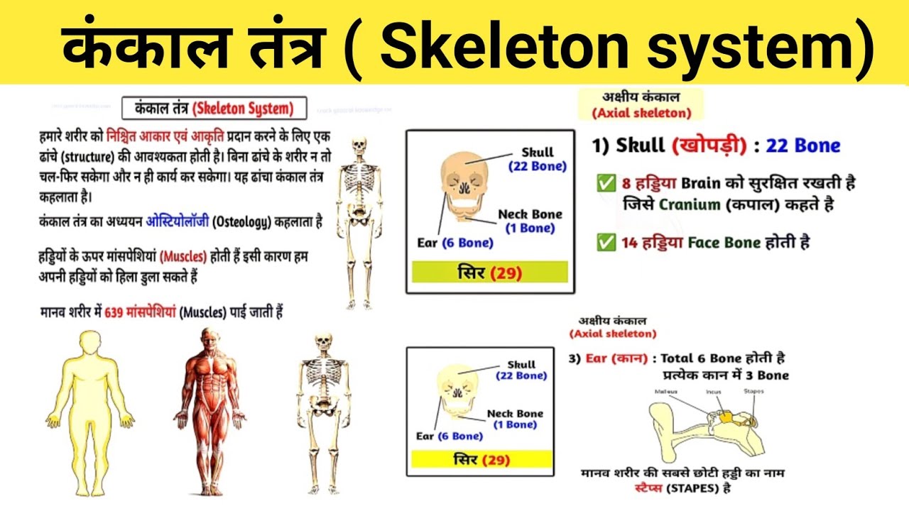कंकाल तंत्र | Skeleton system | kankalsystem | Biology | - YouTube
