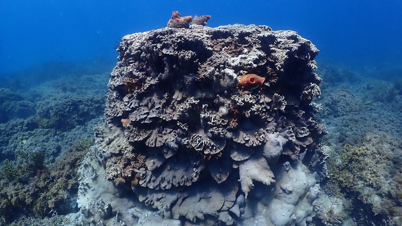 Diving Point Picquet - YouTube