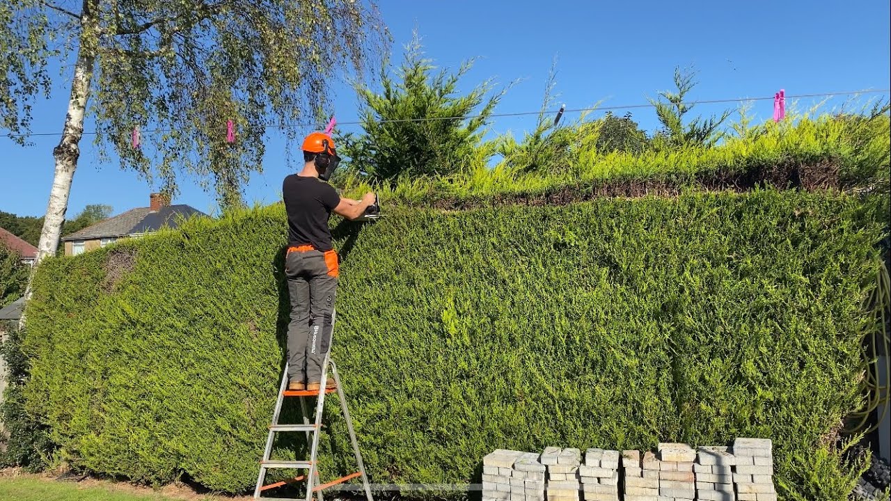 Reducing the HEIGHT Of a CONIFER Hedge! Trimming and Clean up! - YouTube