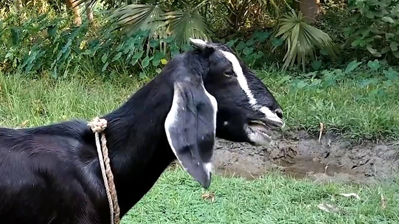 Rockstar Post Malone feat. Goat🐐 😂 - YouTube