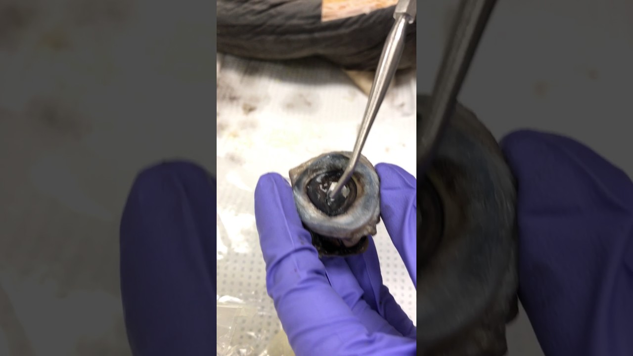 Shark Eye Dissection