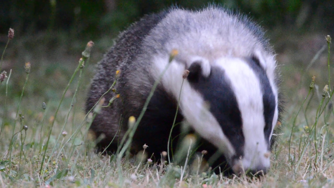 Badger in the Garden - YouTube