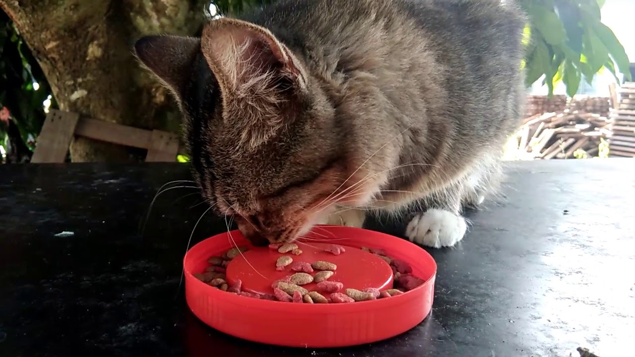 [ASMR] 😽CAT MUKBANG | MEOW THE CAT MUKBANG SHOW - YouTube